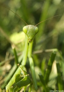 Urmărind natura : Călugăriţa