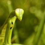 Urmărind natura : Călugăriţa