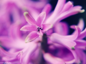 Semne ale primăverii...