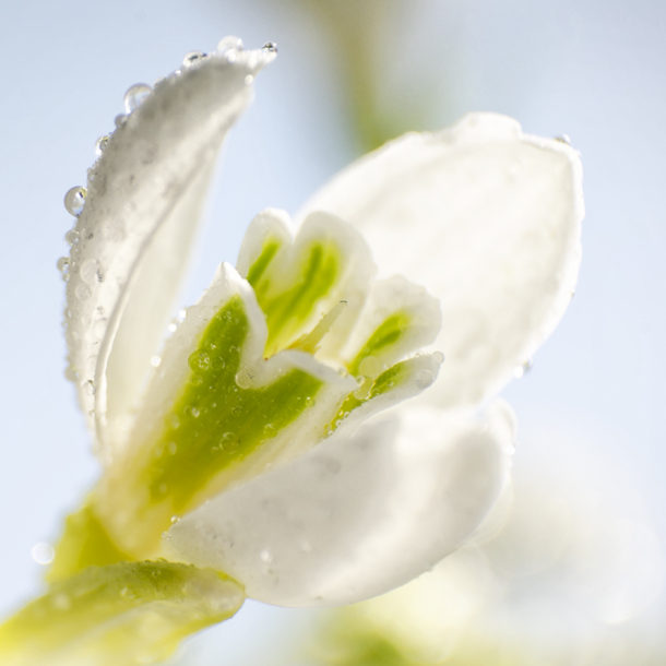 Ghioceii, simbol al primăverii